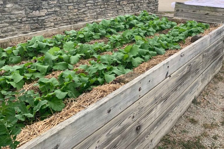 How to Garden With the No Till Ruth Stout Method