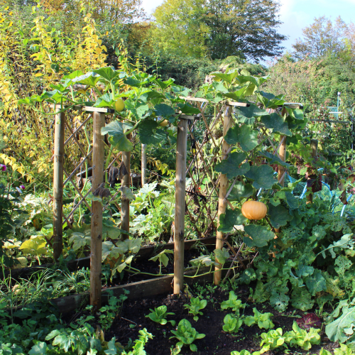 How to Grow Pumpkins Vertically on a Trellis: Growing Guide