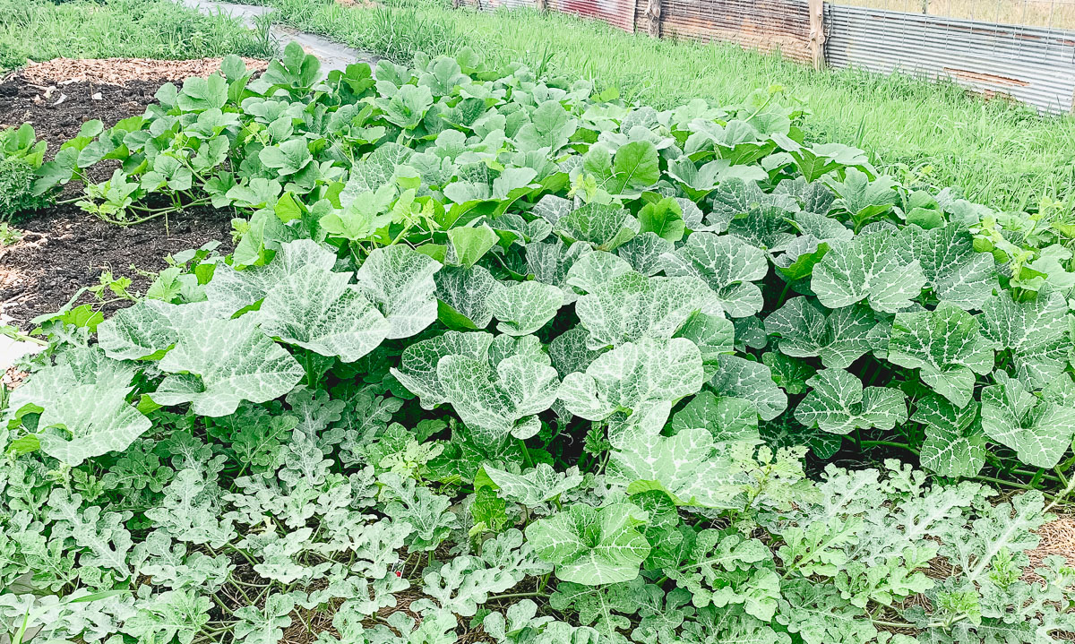 How to Grow Pumpkins Vertically on a Trellis: Growing Guide