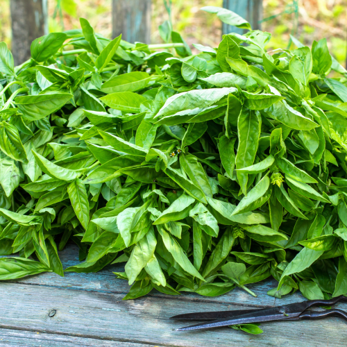How Long Does Basil Take to Grow? A Complete Basil Growing Guide