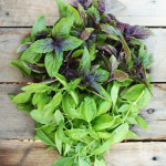 How Long Does Basil Take to Grow? A Complete Basil Growing Guide