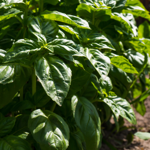 How Long Does Basil Take to Grow? A Complete Basil Growing Guide
