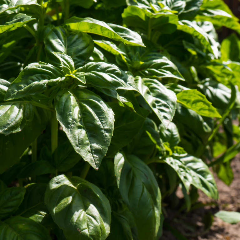 How Long Does Basil Take to Grow? A Complete Basil Growing Guide