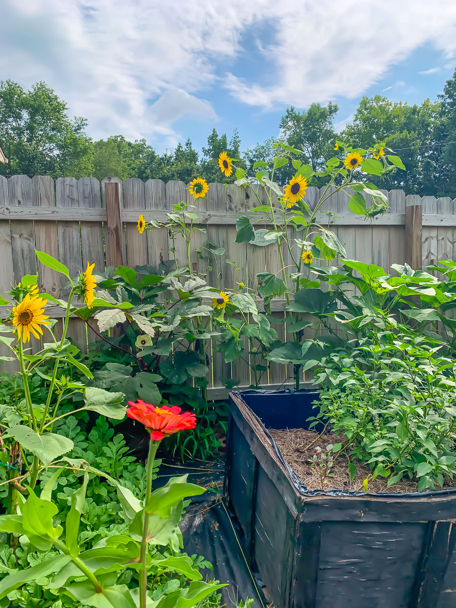 How to Increase Your Harvest by Planting a Pollinator Garden