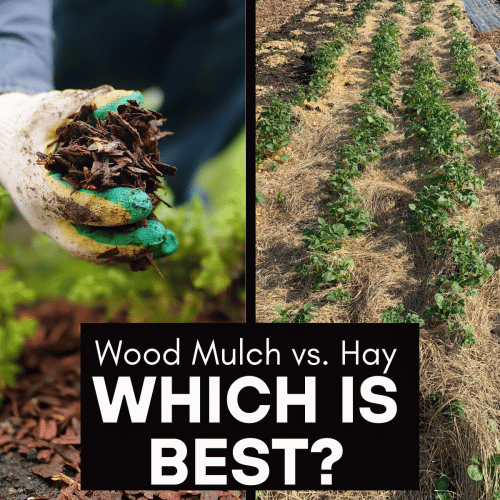 Wood Mulch vs. Hay: Which is Better for Your Garden?